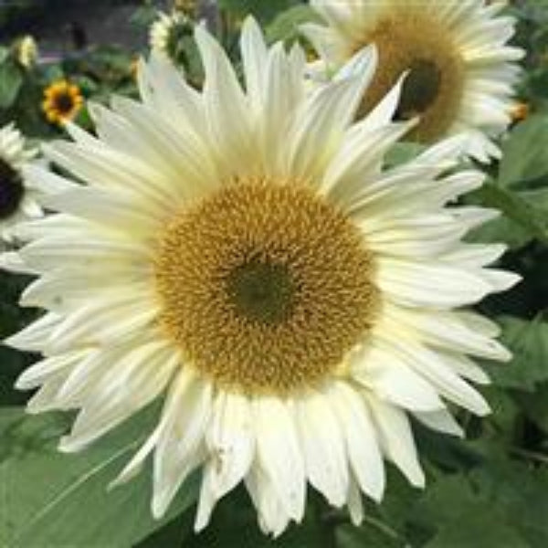 Sunflower - Pro Cut White Lite – Lily Stone Gardens