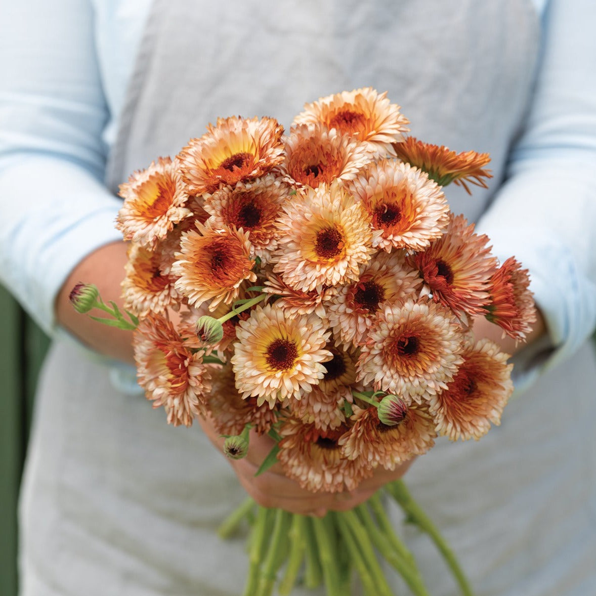 Calendula Orange Flash - Specialty Cut Flower Seeds in Canada – Lily ...