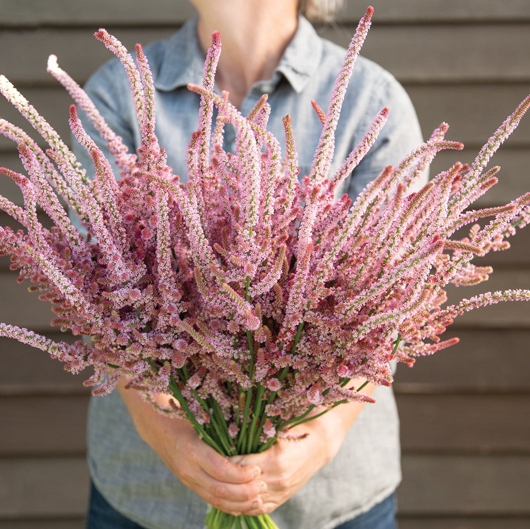 Statice - Pink Pokers Seed – Lily Stone Gardens