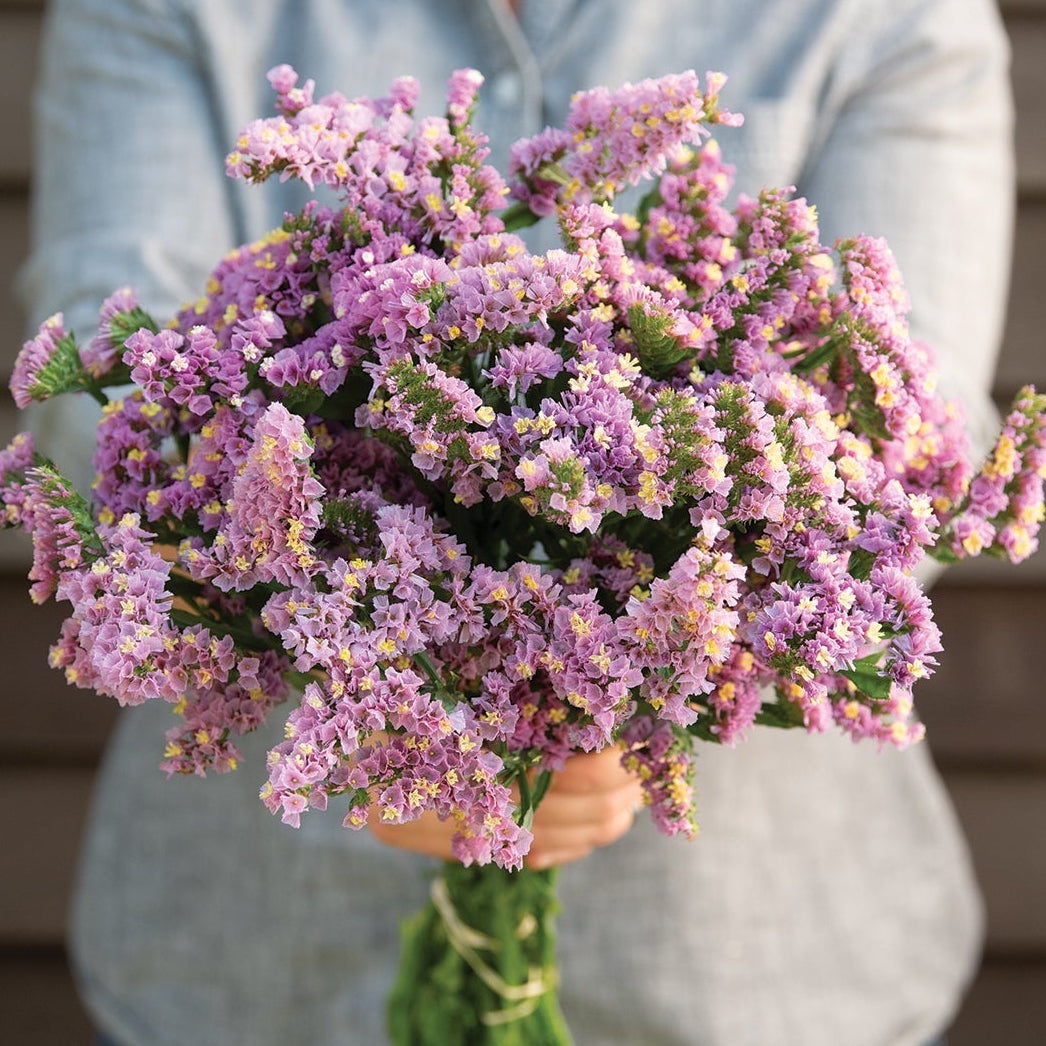Statice - Forever Happy Seed – Lily Stone Gardens