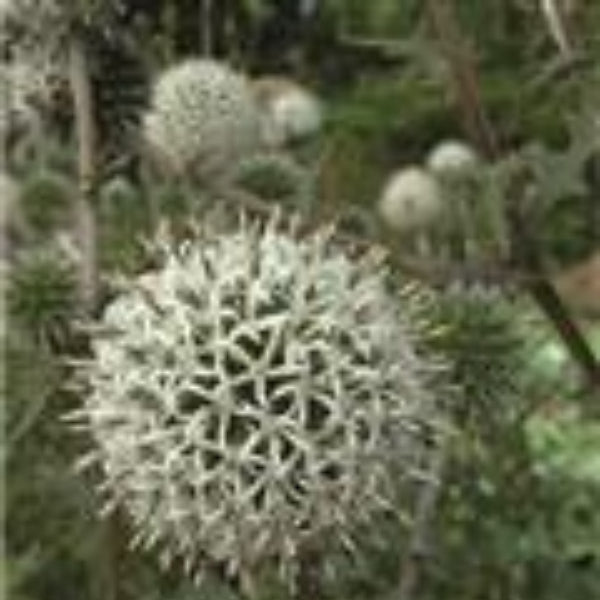 Echinops (Globe Thistle) - Star Frost White Seed – Lily Stone Gardens