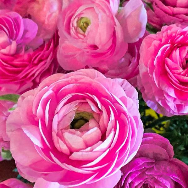 Ranunculus Corms - Amandine Barby – Lily Stone Gardens