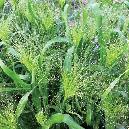 Ornamental Greater Quaking Grass Seed - Cut Flower Seeds in Canada ...
