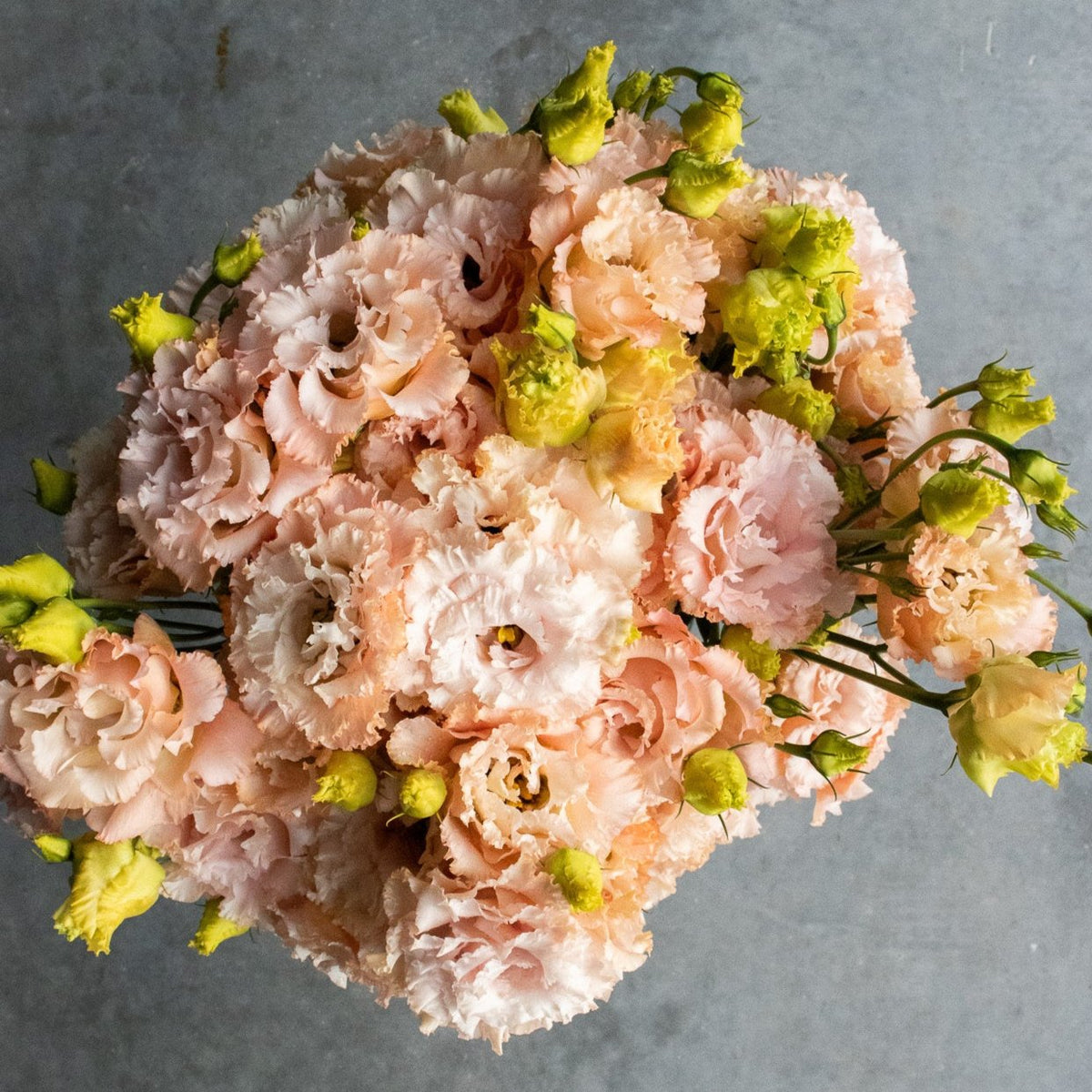 Lisianthus - Voyage 2 Light Apricot Seed – Lily Stone Gardens