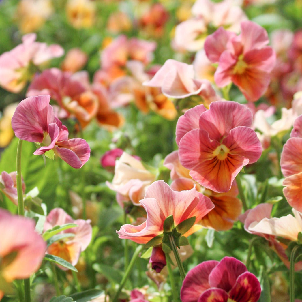 Photographer in the Garden July & August 2025 - Booking – Lily Stone ...