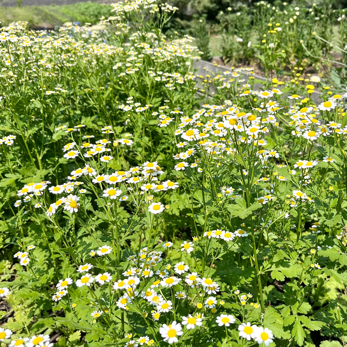 Feverfew (Chrysanthemum) - Magic Single Seed – Lily Stone Gardens