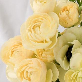 Ranunculus Corms - Amandine Cream – Lily Stone Gardens