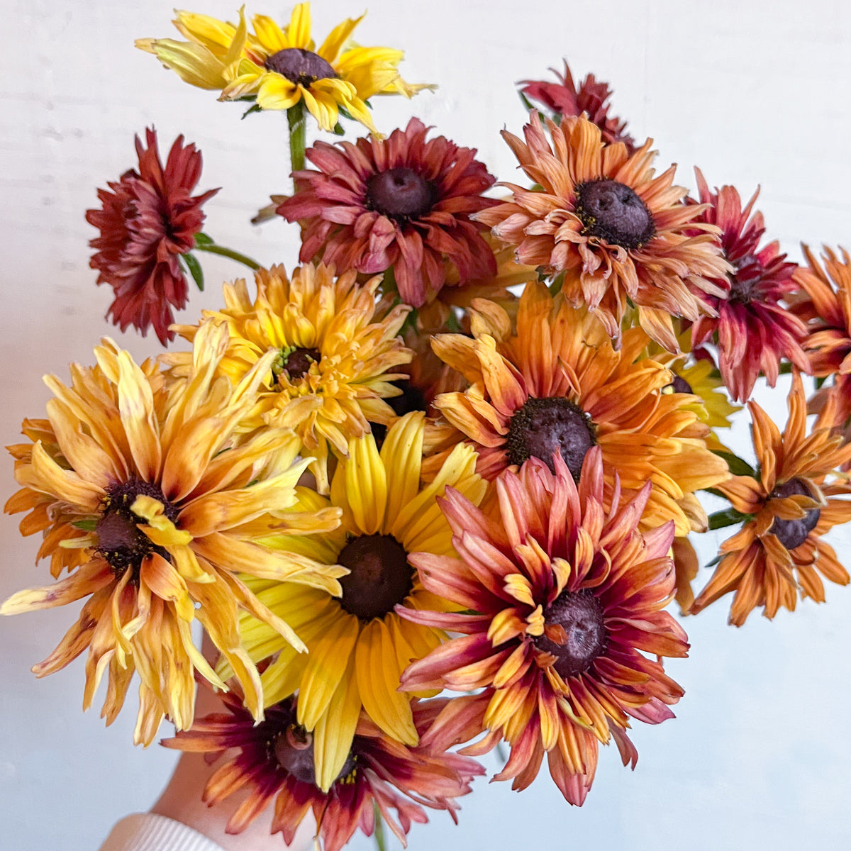 Rudbeckia - Cherokee Sunset Seed – Lily Stone Gardens