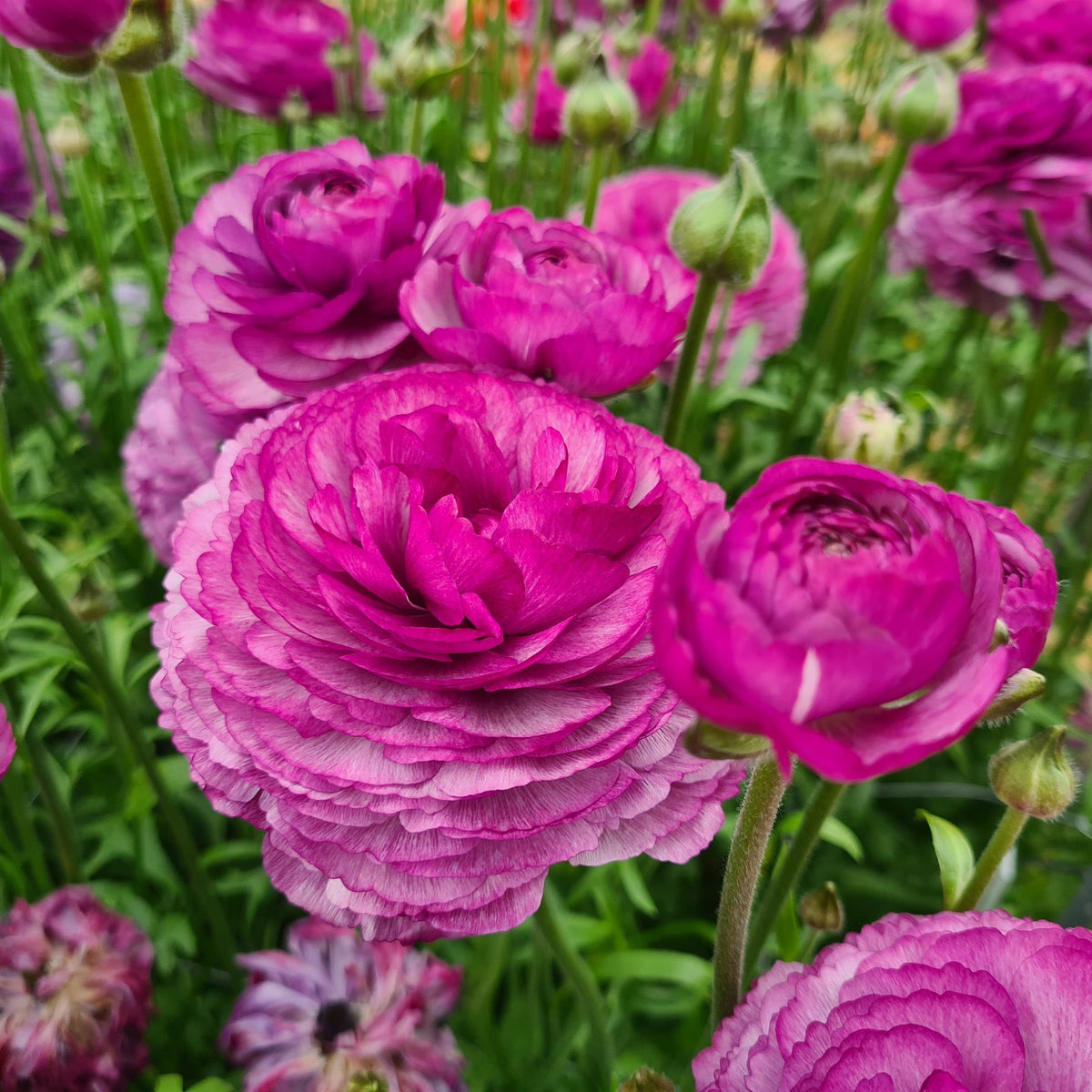 Ranunculus Corms - Romance Loubeyres – Lily Stone Gardens