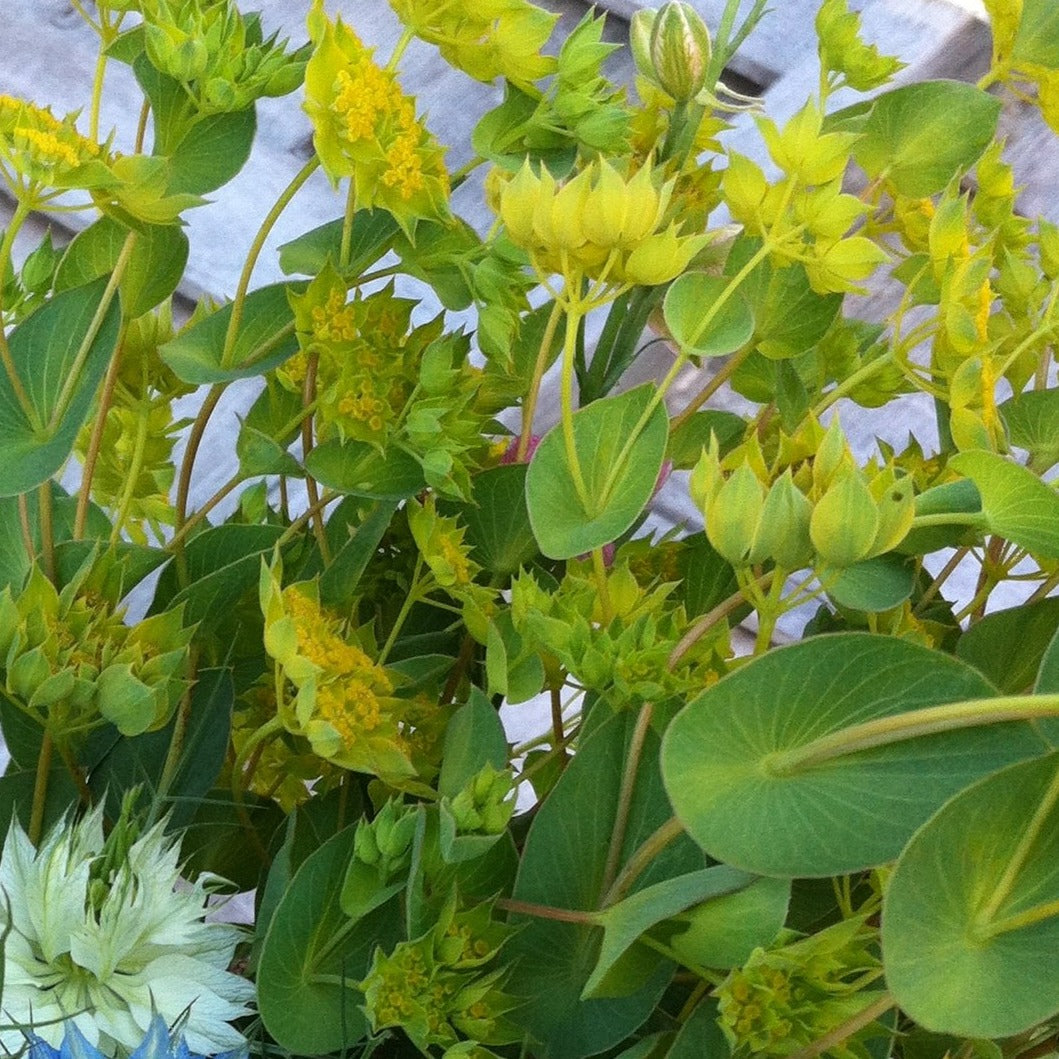 Bupleurum - Green Gold – Lily Stone Gardens