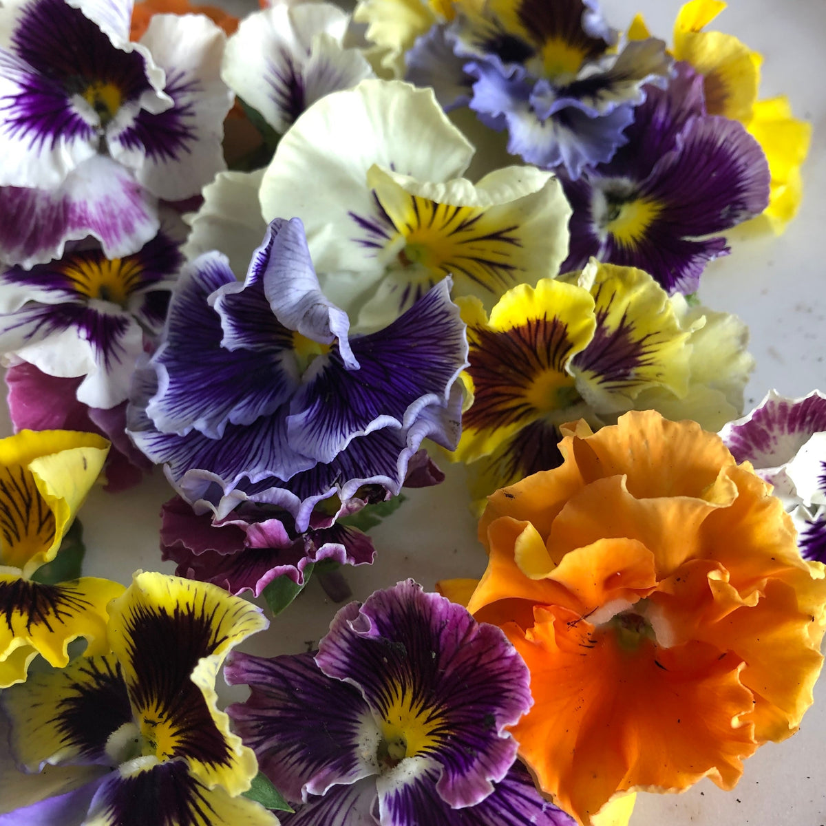 Pansy - Frizzle Sizzle Mix Seed – Lily Stone Gardens
