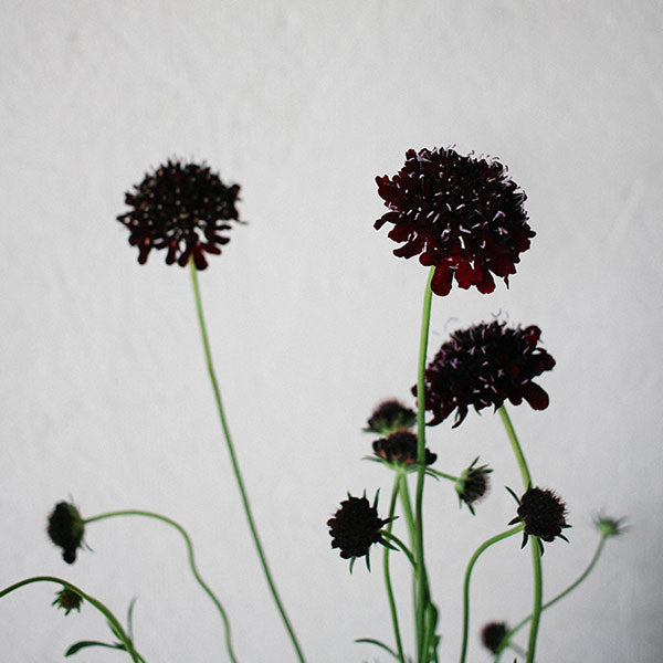 Scabiosa - Black Knight Seed – Lily Stone Gardens