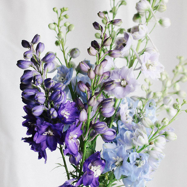 Magic Fountains Mix Delphinium - Specialty Cut Flower Seeds in Canada ...