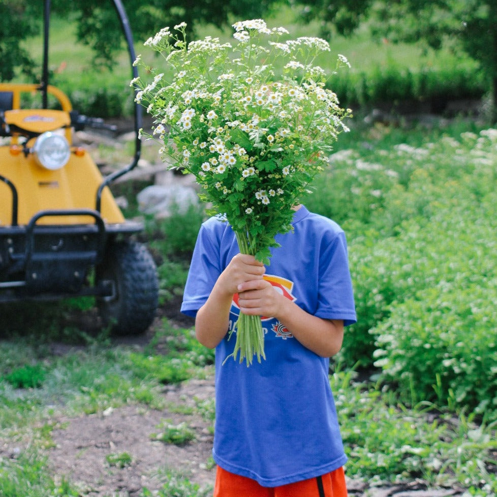Feverfew (Chrysanthemum) - Magic Single Seed – Lily Stone Gardens