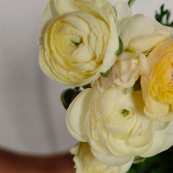 Amandine Pastel Lemon Ranunculus - Specialty Cut Flower Corms in Canada ...