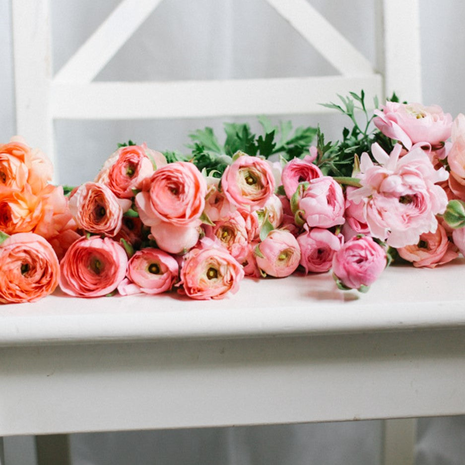 Ranunculus Corms - Amandine Pastel Mix – Lily Stone Gardens