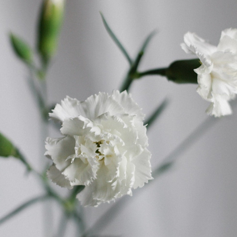 Carnation - Chabaud Series Picotee Mix – Lily Stone Gardens