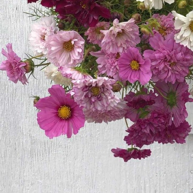 Double Dutch Rose Cosmos - Specialty Cut Flower Seeds in Canada – Lily ...