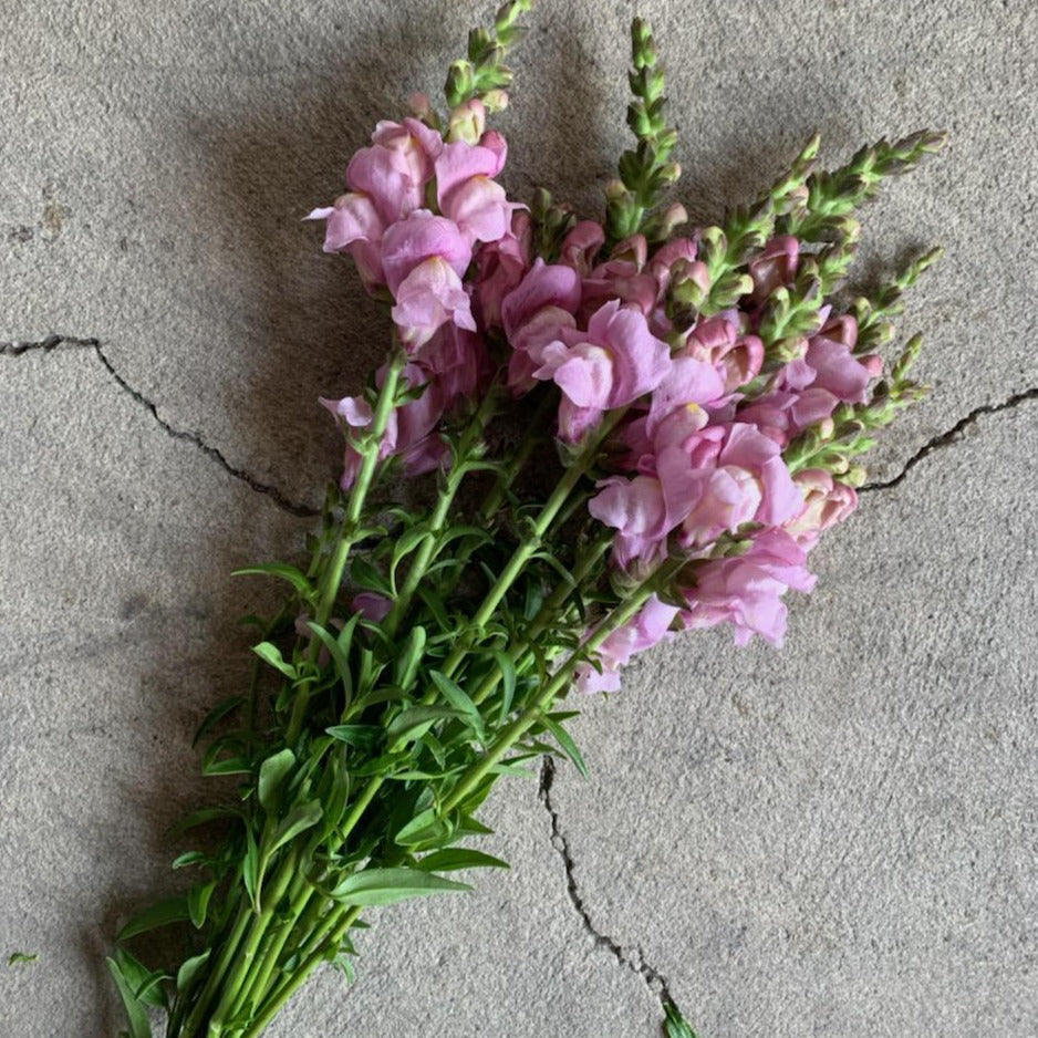 Snapdragon - Potomac Lavender Seed – Lily Stone Gardens