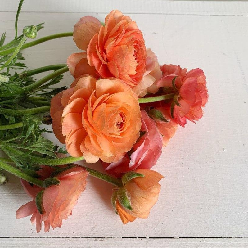 Salmon Ranunculus - Specialty Cut Flower Corms in Canada – Lily Stone ...