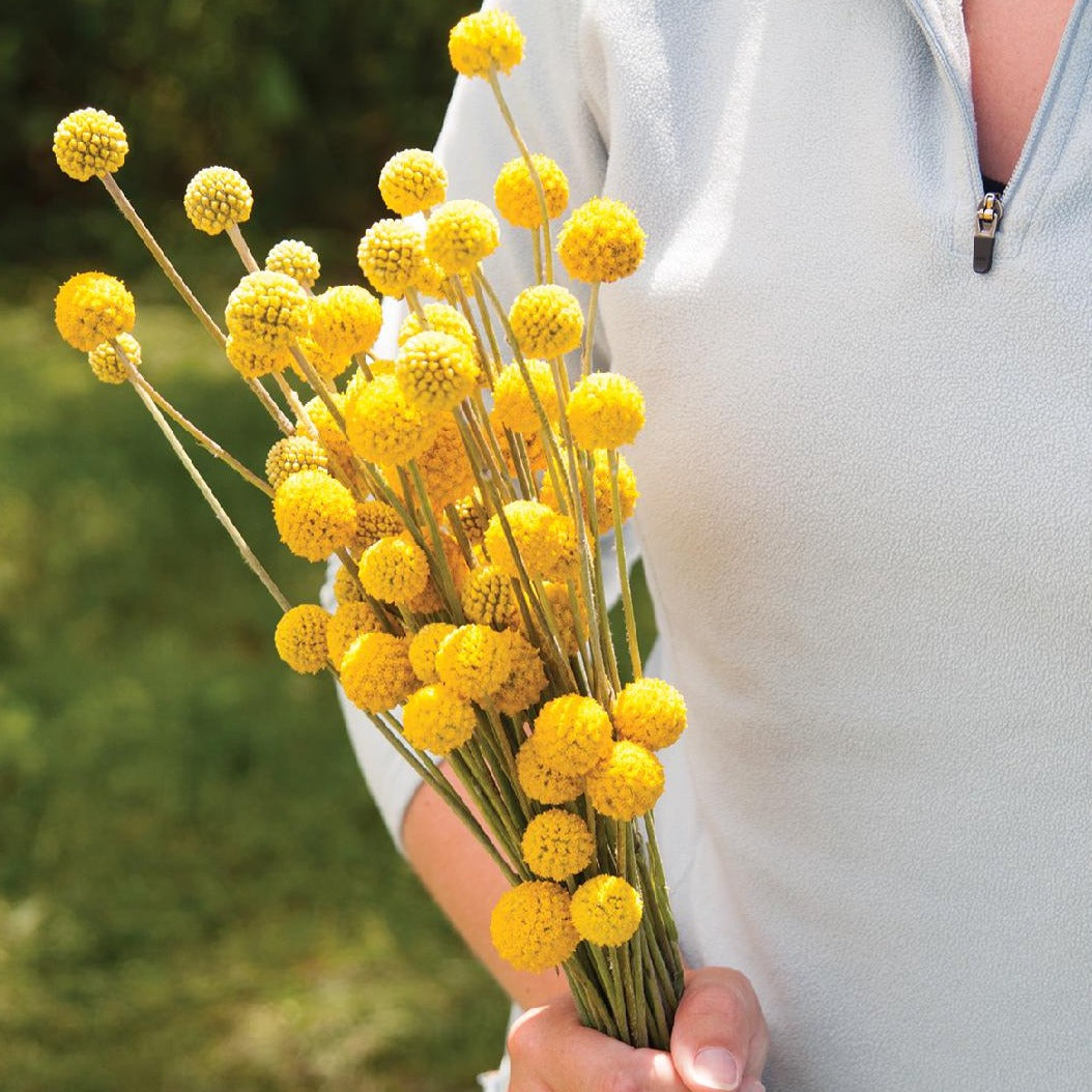 Craspedia Sun Ball Seed - Shop Specialty Cut Flower Seeds in Canada ...
