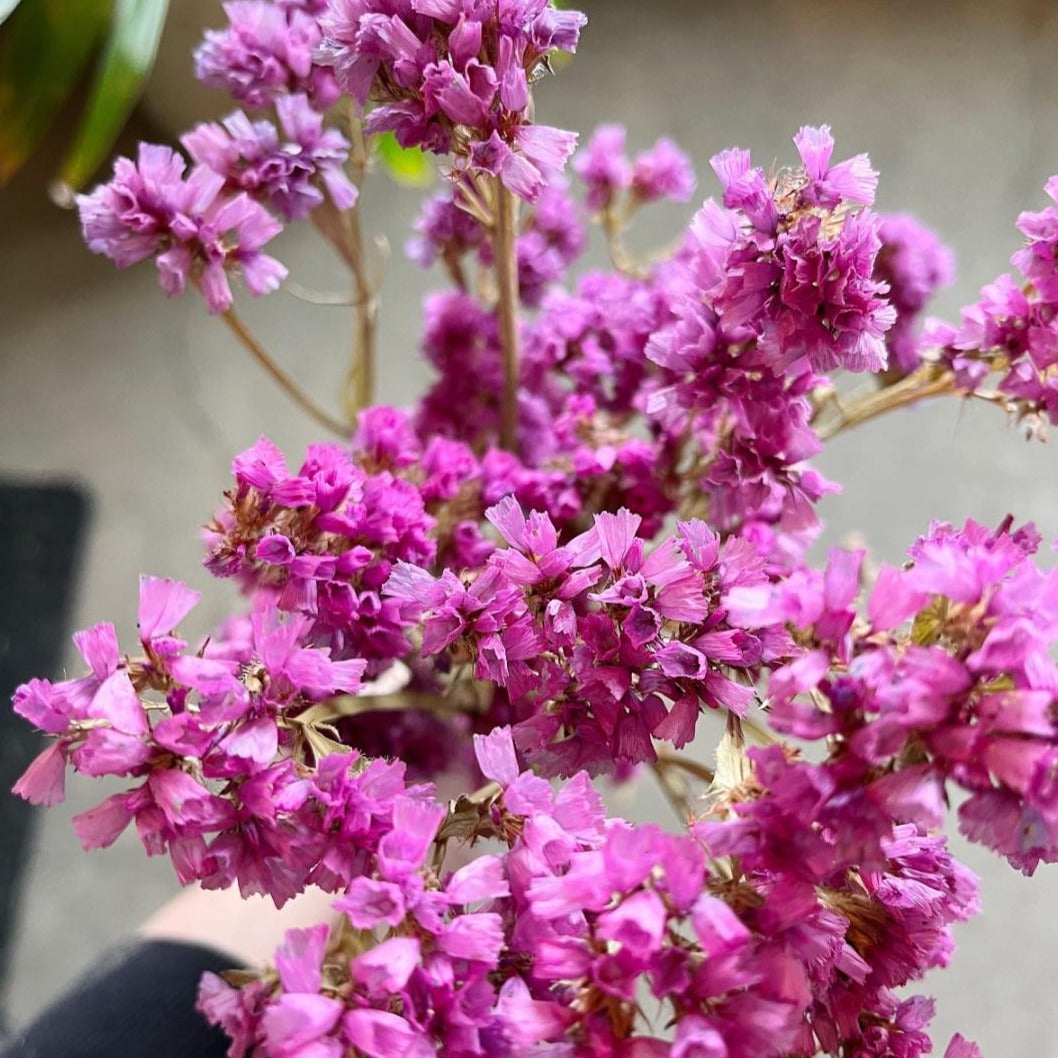 Statice - QIS Rose Seed – Lily Stone Gardens